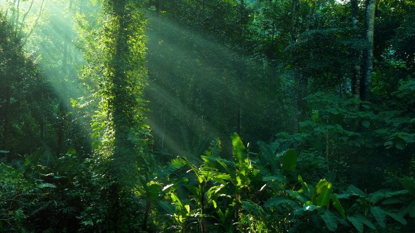 10 Amazing Amazon Rainforest Images - Fontica Blog