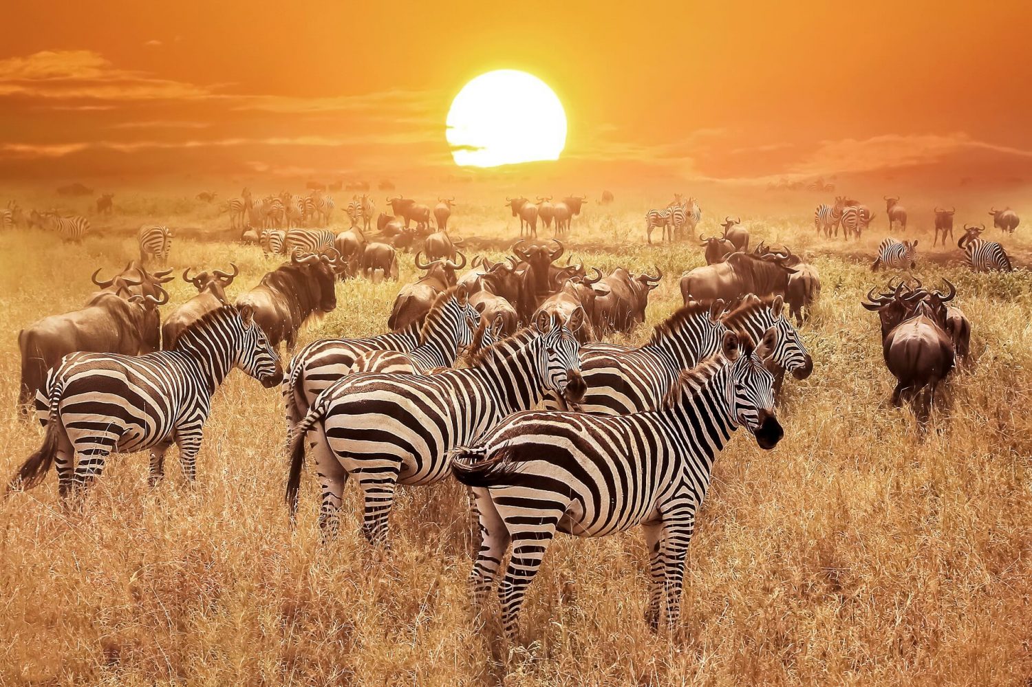 10 Beautiful Serengeti National Park Images