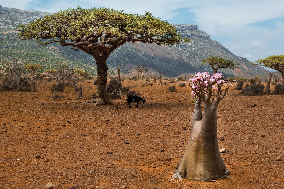 10 Beautiful Socotra Island Images - Fontica Blog