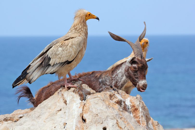 10 Beautiful Socotra Island Images - Fontica Blog