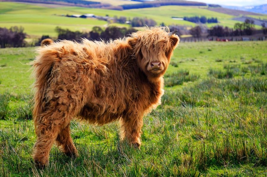 Animals You Won't Believe Actually Exist - Fontica Blog