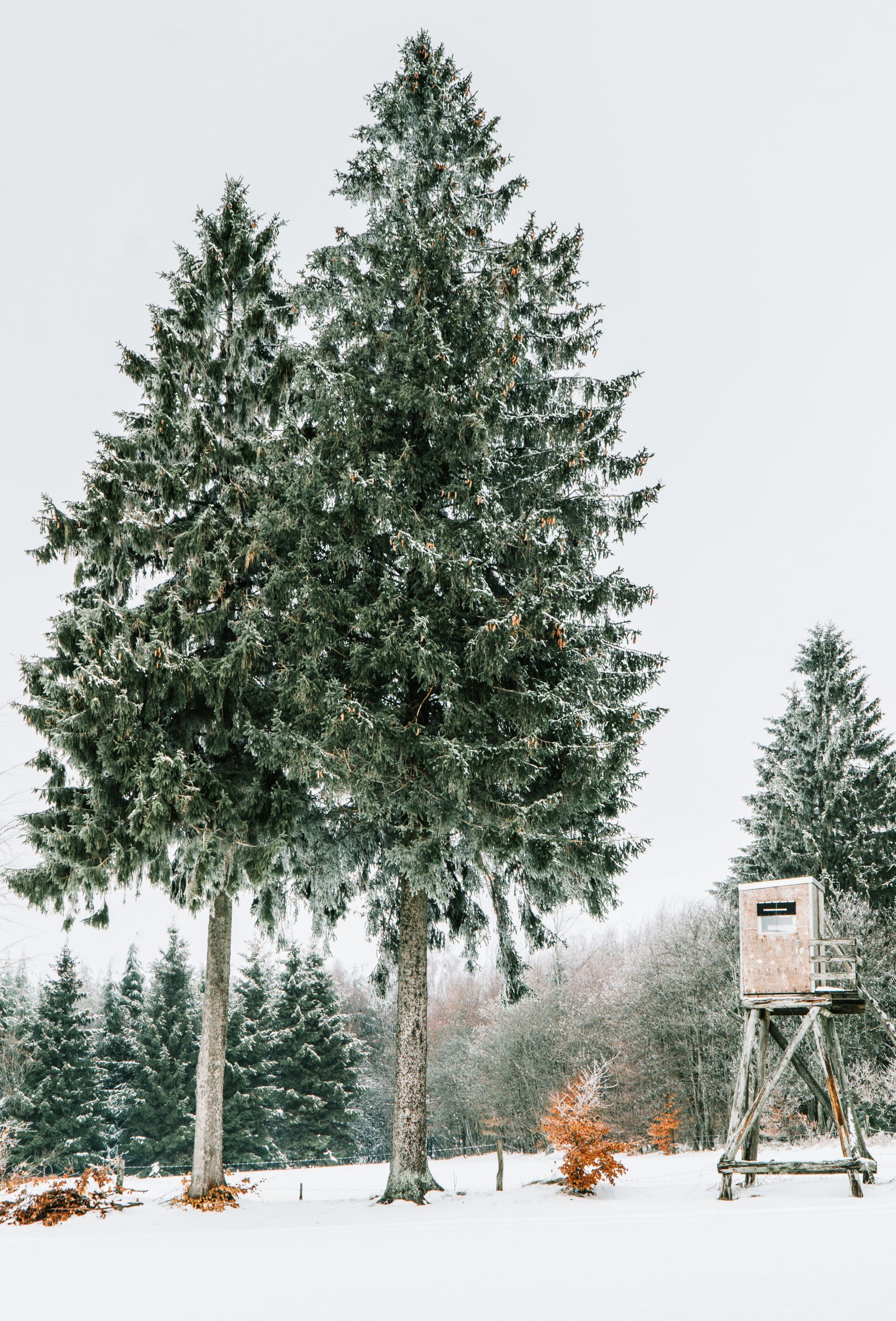 All About the Growth of the Pine Trees